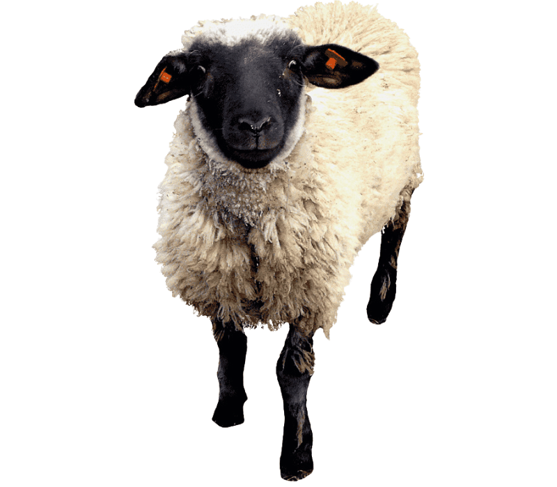 Dorper Sheep | Farmers Marketplace